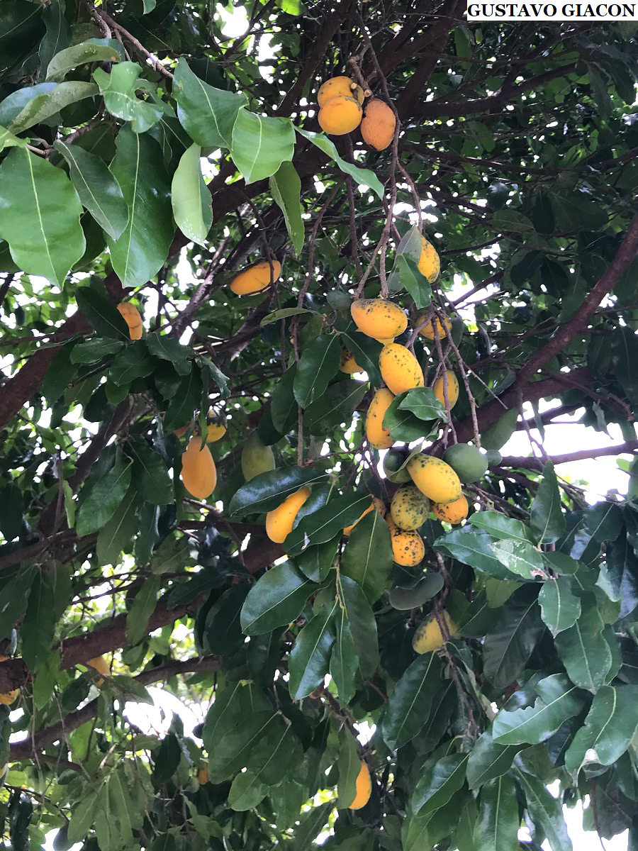 Viveiro Ciprest - Plantas Nativas e Exóticas: Oiti ( Licania tomentosa )