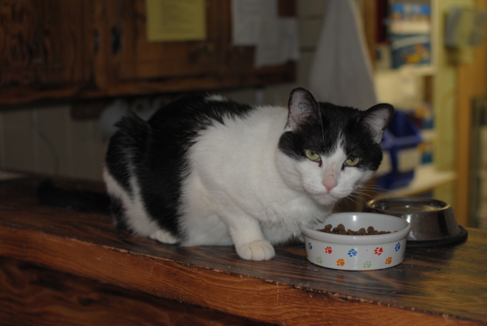 RAPS Cat Sanctuary » Eng Teng