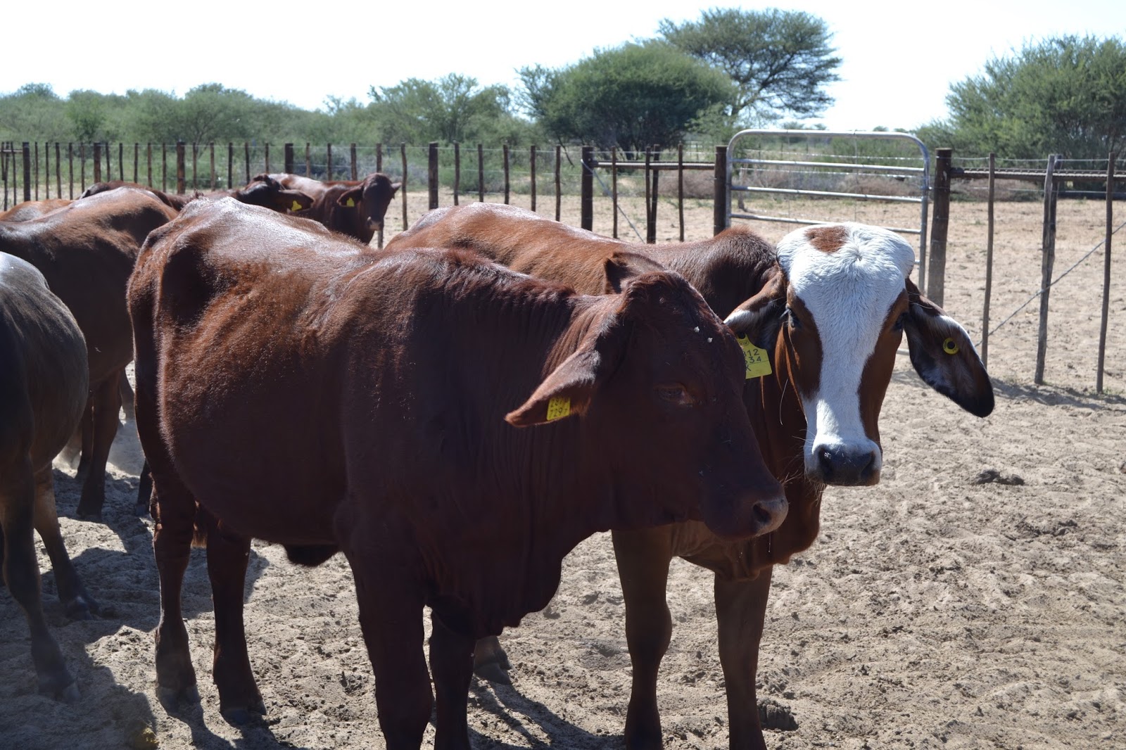 Farmer's Creek: LIVESTOCK INVENTORY