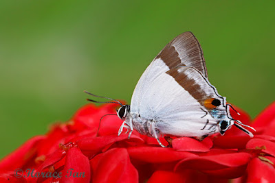 Butterflies of Singapore: Life History of the Banded Royal