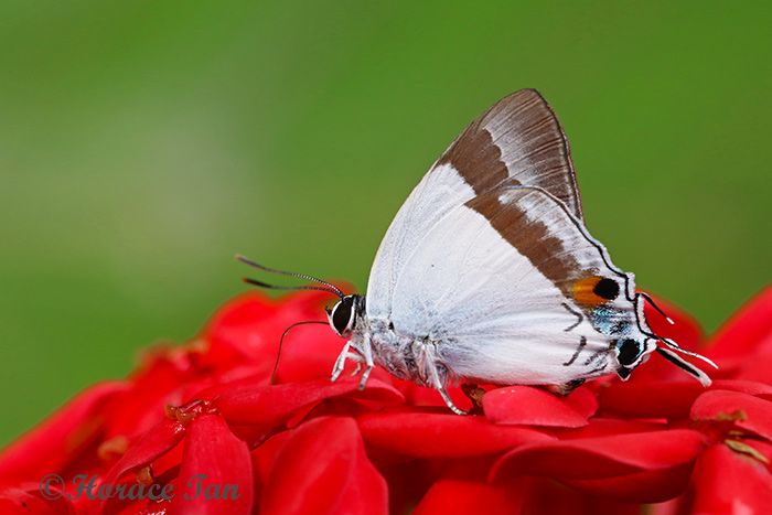Butterflies of Singapore: Life History of the Banded Royal