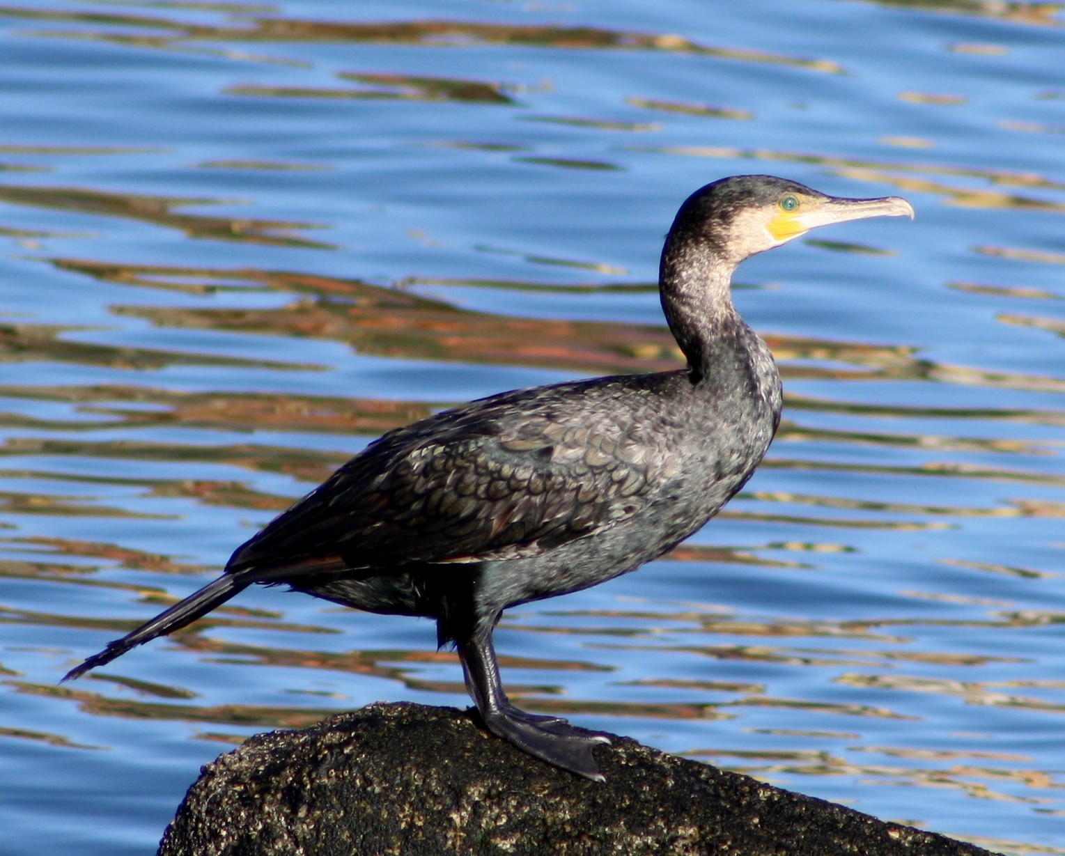 Imagens da vida animal: Corvo-marinho-de-faces-brancas (Phalacrocorax ...