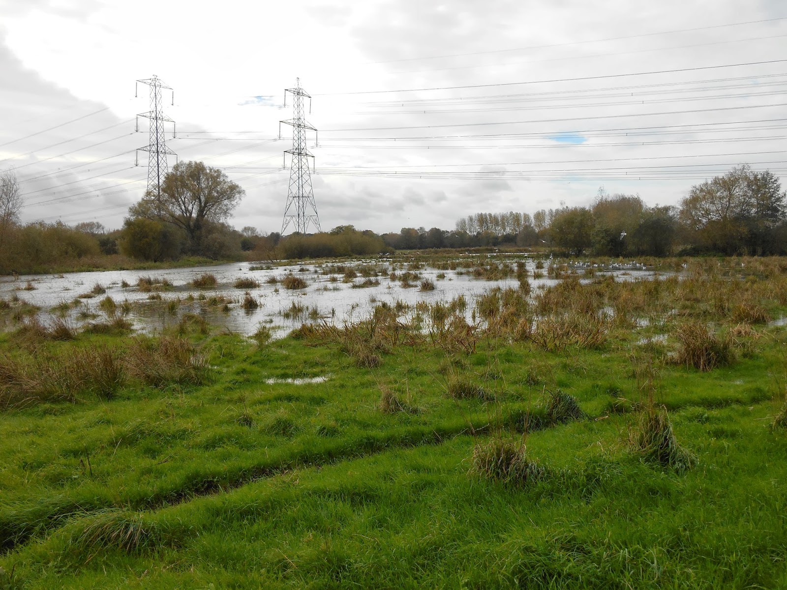 Nature Notes and Observations: High Spring Tide at Redbridge and Lower ...