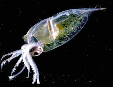 Artes de Pesca: CALAMAR CRISTAL