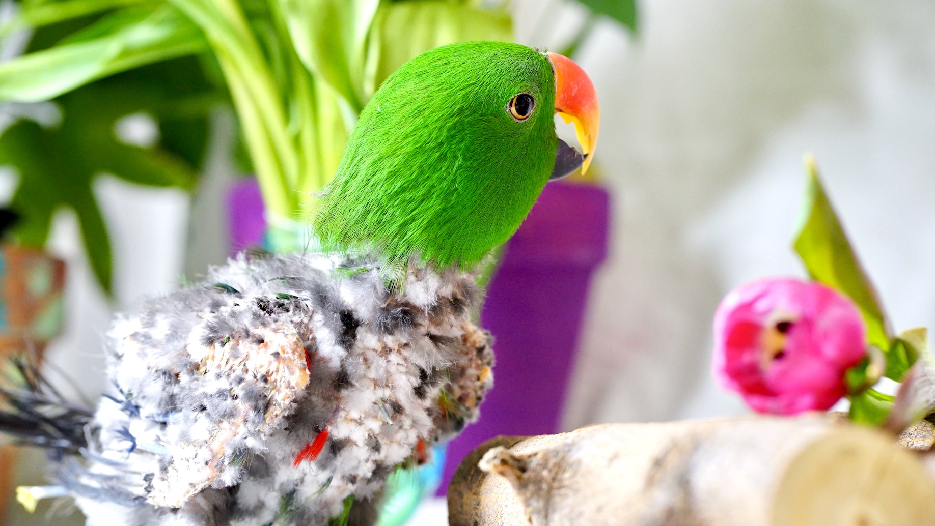What your Parrot is trying to tell you [ Body Language] — Prego ...