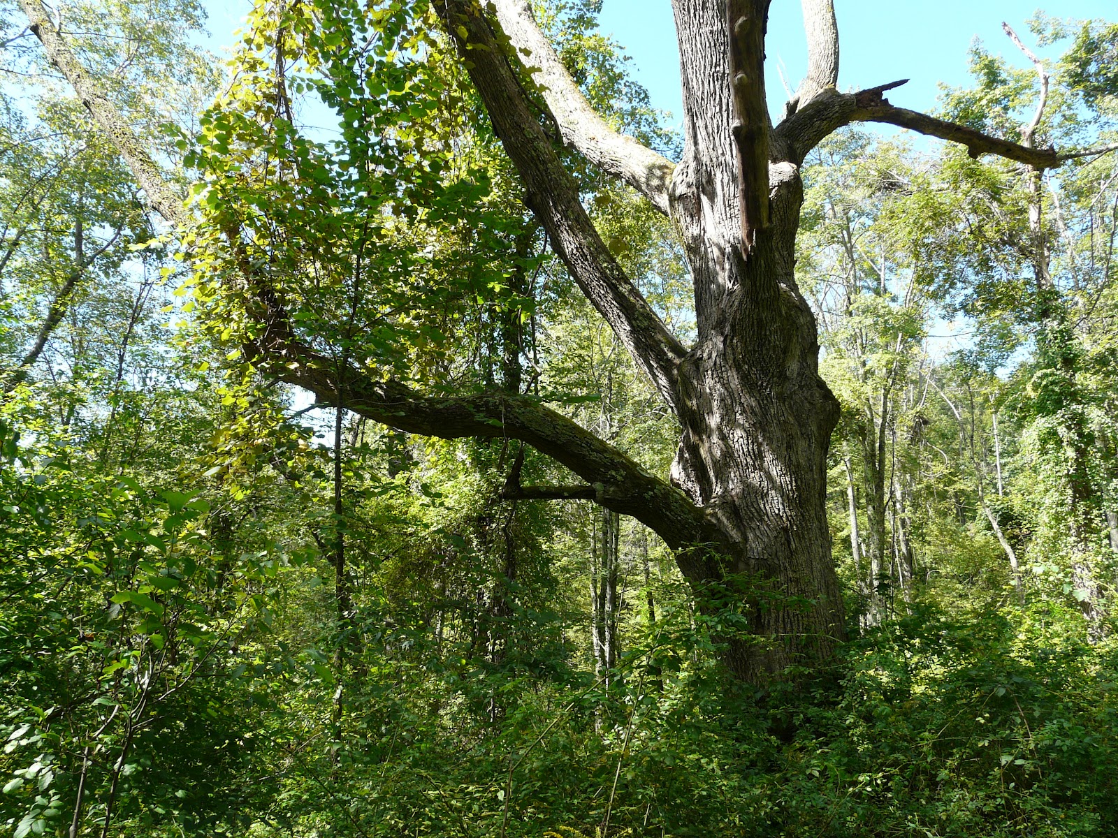 Timberturner + Bowlwood Woodturning: Wolf Trees of New England