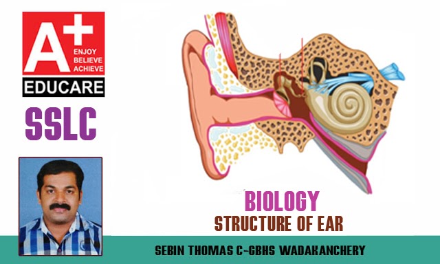 Aplus Blog: SSLC-BIOLOGY-CHAPTER-2-STRUCTURE OF EAR- BASED LIVE WORKSHEET