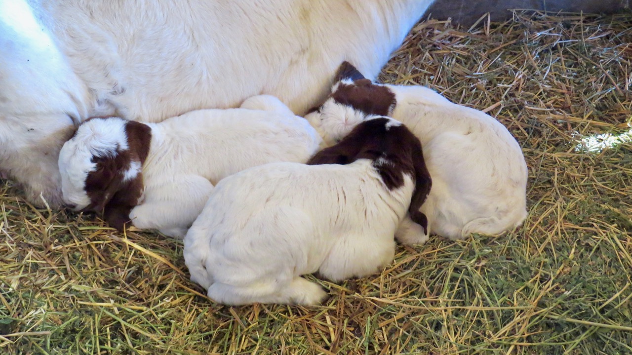 LuAnn Kessi: Baby Goats.....Lucy