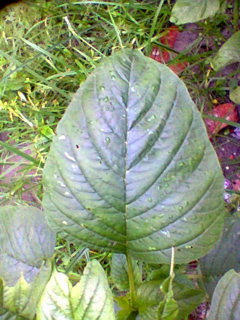 MORFOLOGI TUMBUHAN: BENTUK DAUN