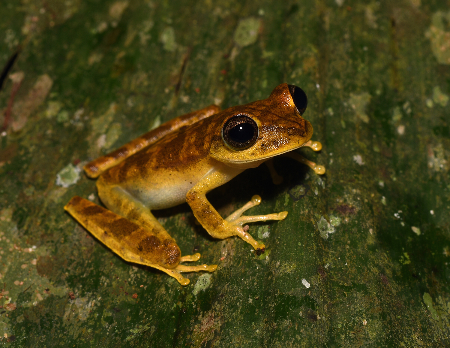 Explorations of an Ecologist: A Quick Trip to Ecuador: Part 6 (Travel ...