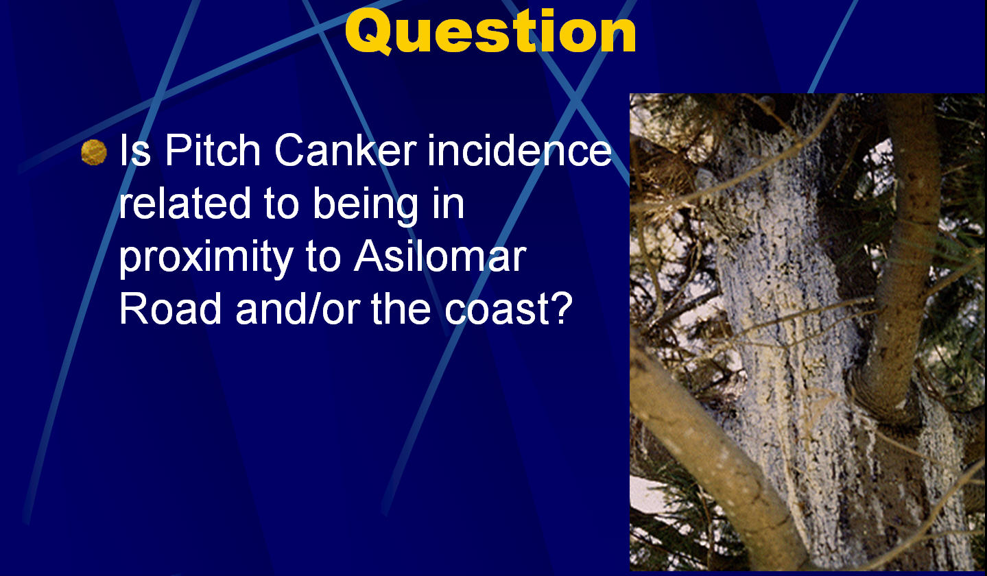 Pitch Canker Infestation of Monterey Pines in Monterey Peninsula, CA