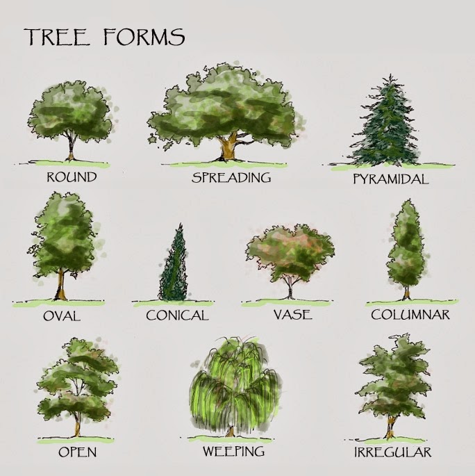 LENNARD'S BONSAI BEGINNINGS.: Defining the natural form and natural ...