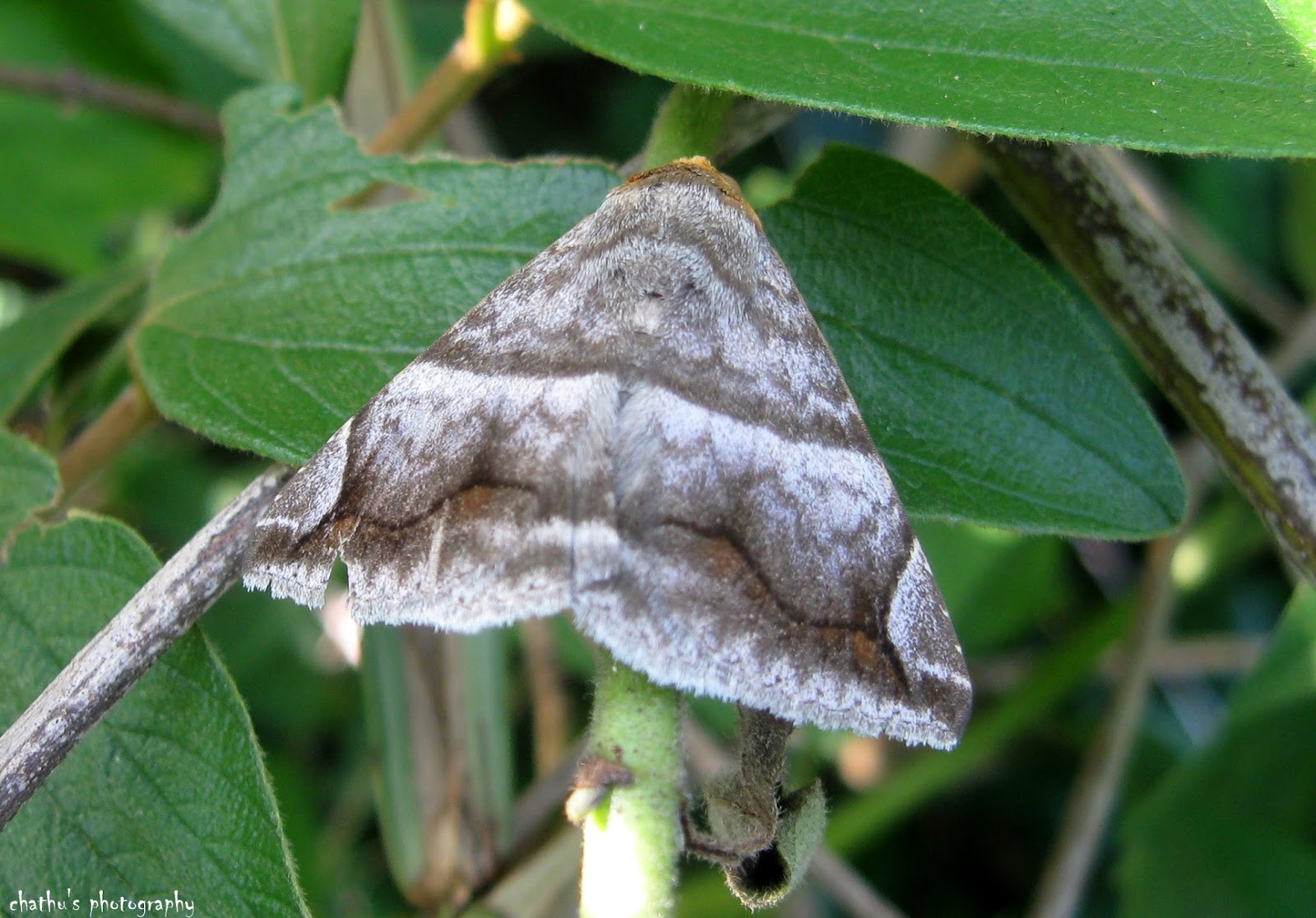 Nature Of Srilanka: Moths