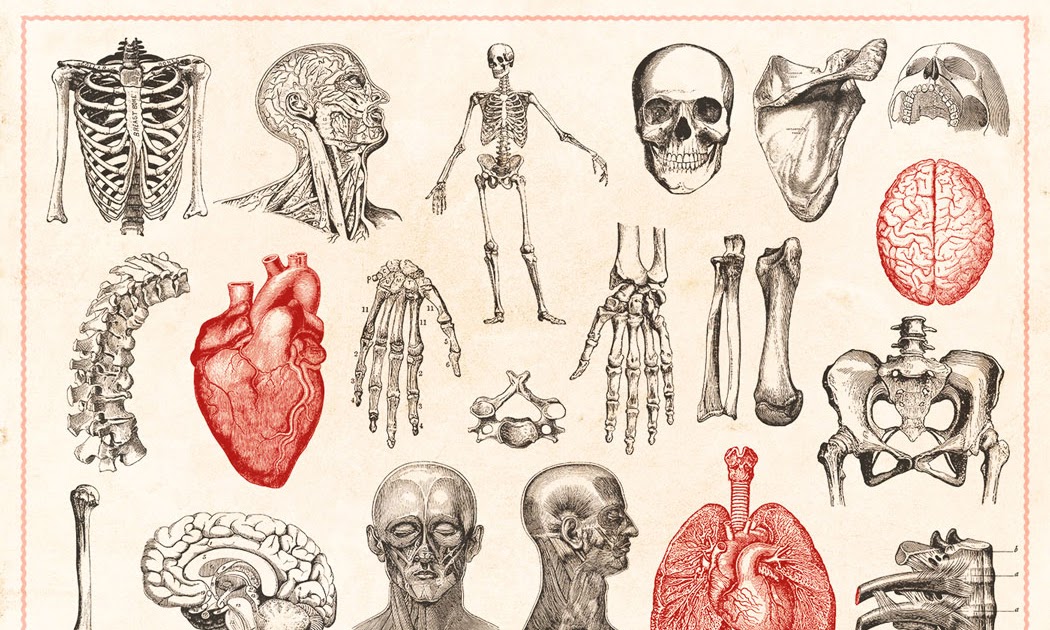 INTRODUCCIÓN A LA ANATOMÍA