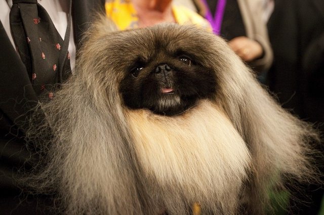 NUNCAJAMAS COCKER: ¿SABIAS TODO ESTO SOBRE EL PEKINES?