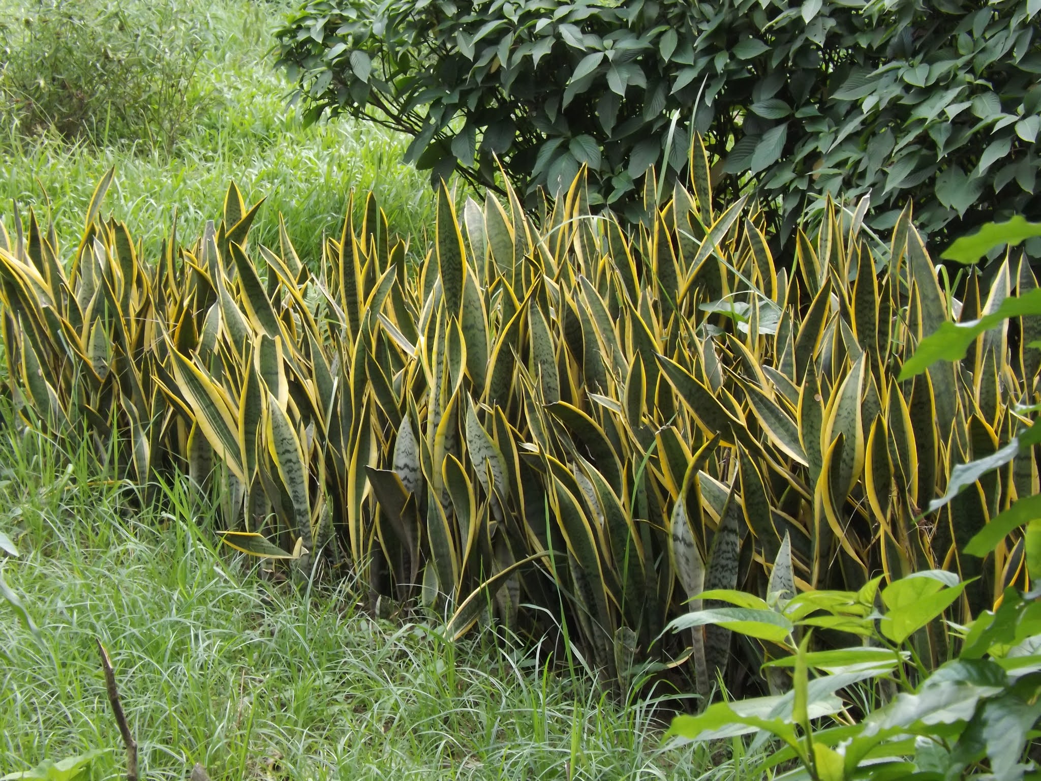 Murba or Snake plant, Dracaena trifasciata