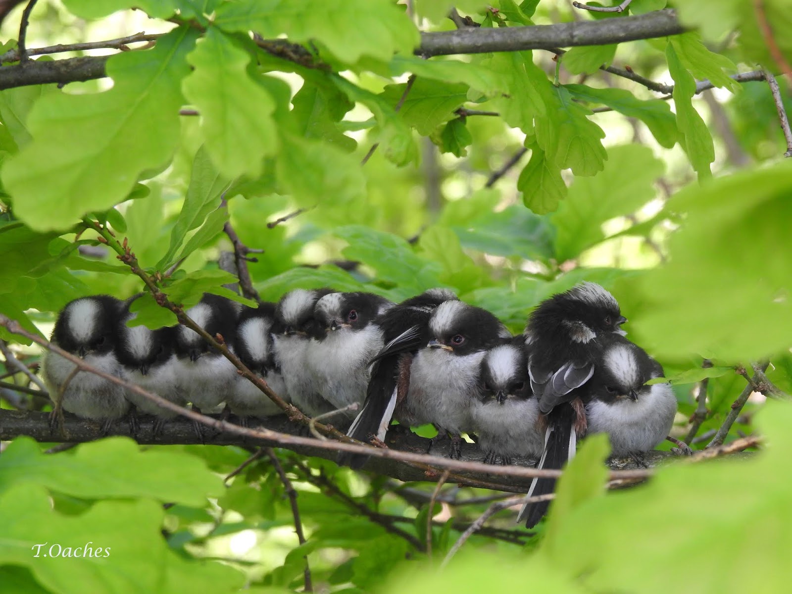 PASARI DIN ROMANIA: PITIGOI CODAT, Pui si juvenili (2), Aegithalos caudatus