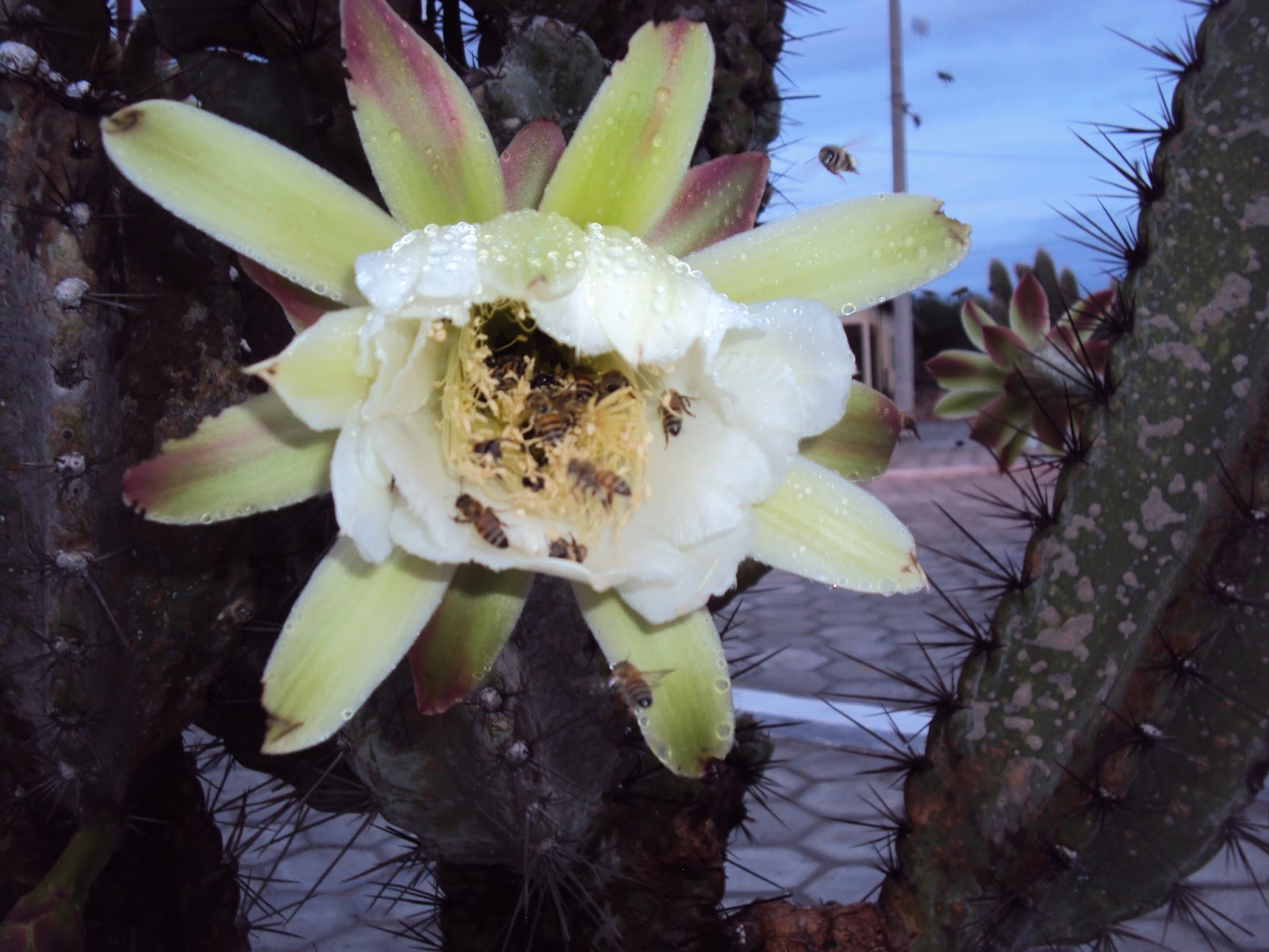 blog DOM SEVERINO: Mandacaru (cactus): sua flor e o seu fruto
