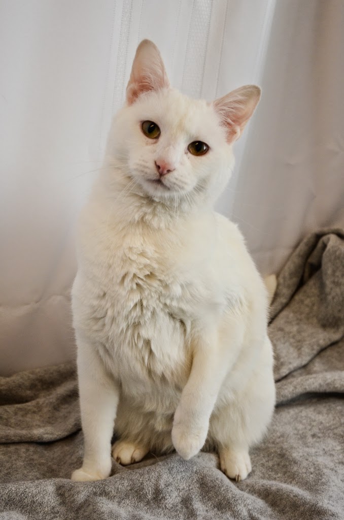 Progressive Charlestown: Kitty of the week