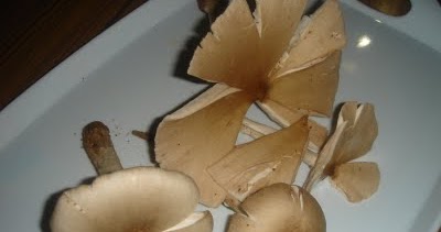 My Father and The Mushrooms | The Life of Elisa