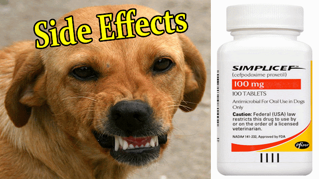 Simplicef For Dogs Side Effects & Adverse Reactions
