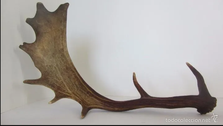 LA CORNAMENTA DE LOS CÉRVIDOS IBÉRICOS