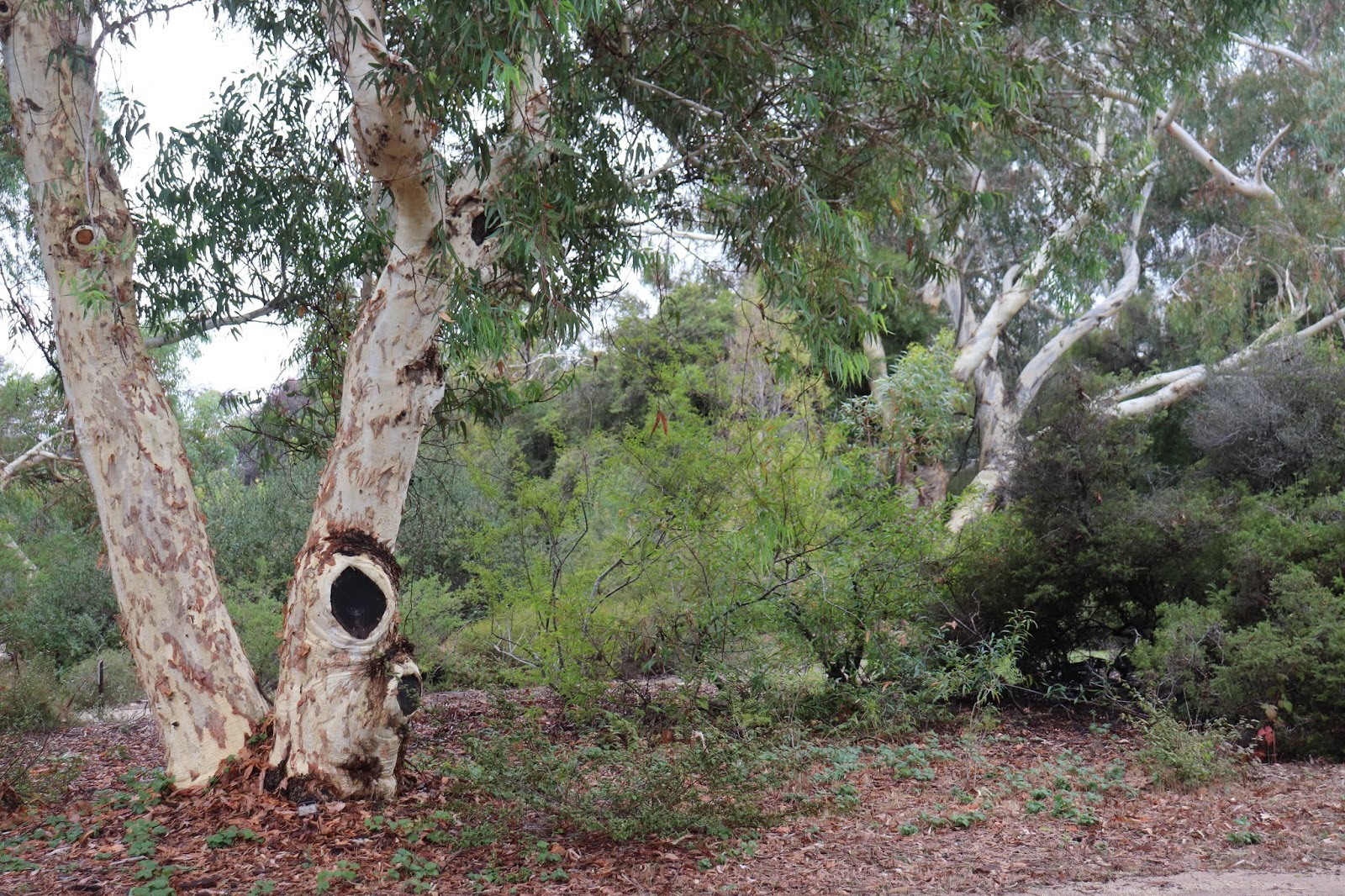 Let's Go! UCSC Arboretum and Botanic Garden Part I