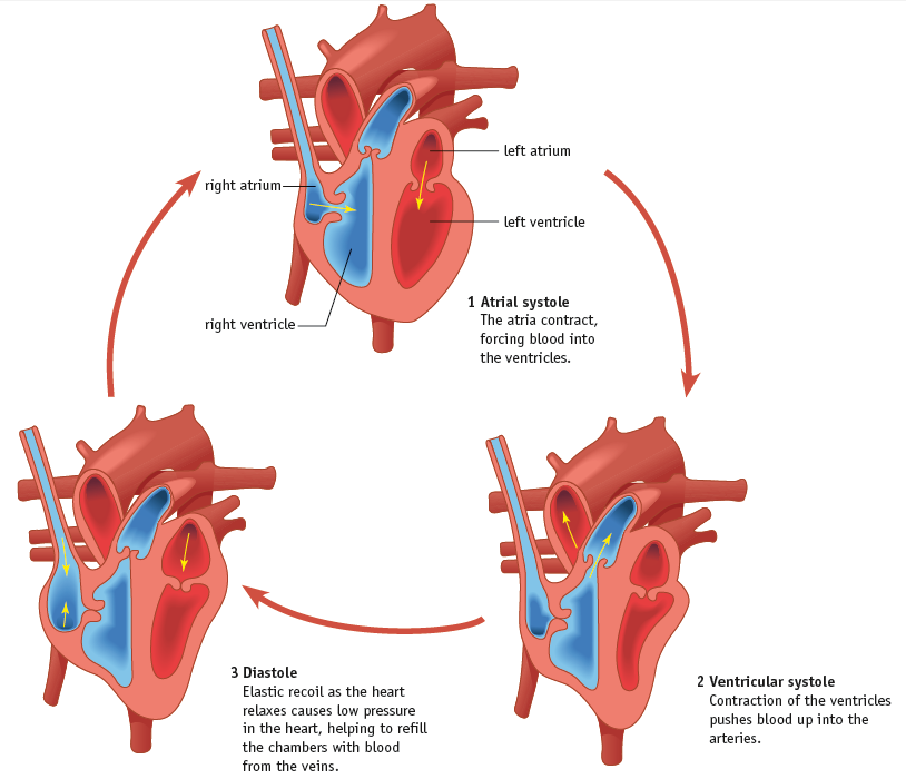 NOTA KEDOKTERAN: Sistem Kardiovaskular dan Hematologi Dasar