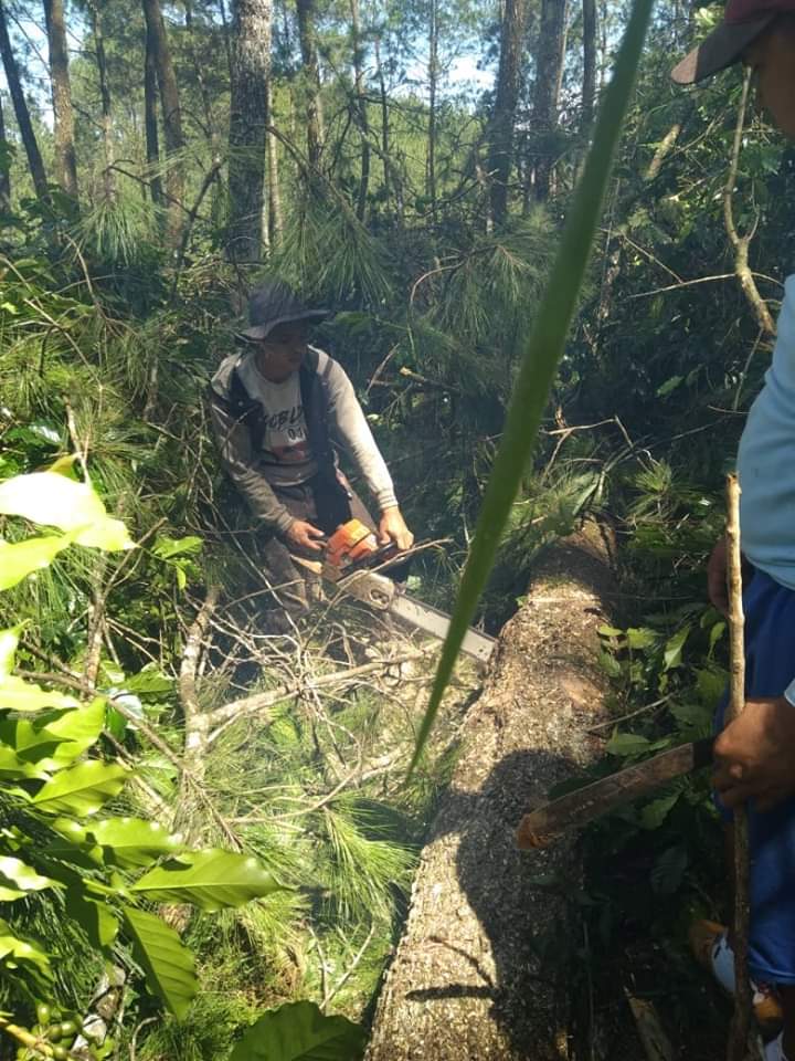 TEBANG POHON SEMARANG