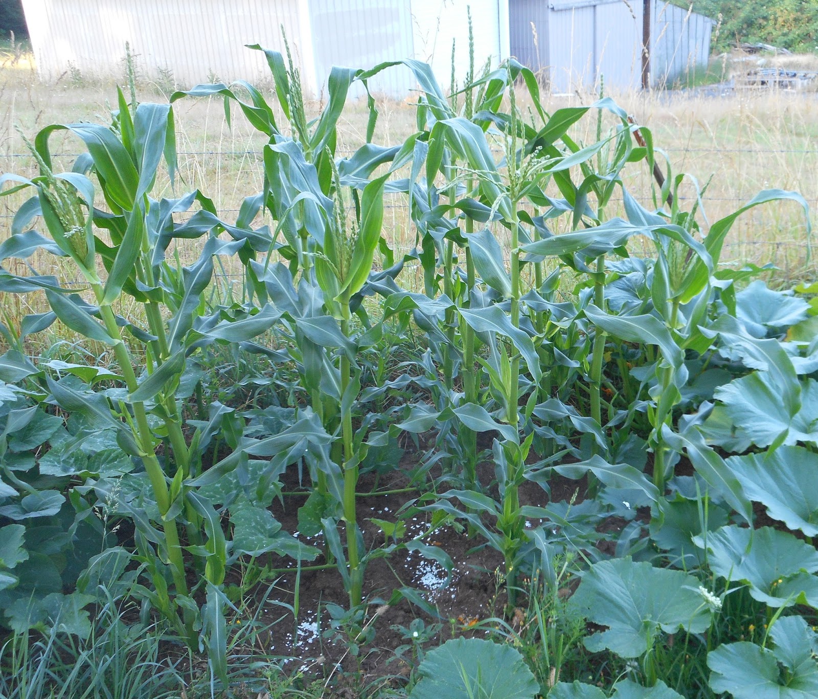 Daniel's Pacific NW Garden: Sweet Corn and Squash Progress Report. 7.5.15
