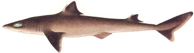 Compañeros de viaje: Galludo chato (Squalus megalops)