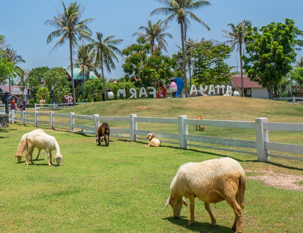 ของโบราณ: Pattaya Sheep Farm : Thailand : ฟาร์มแกะที่พัทยา จ.ชลบุรี