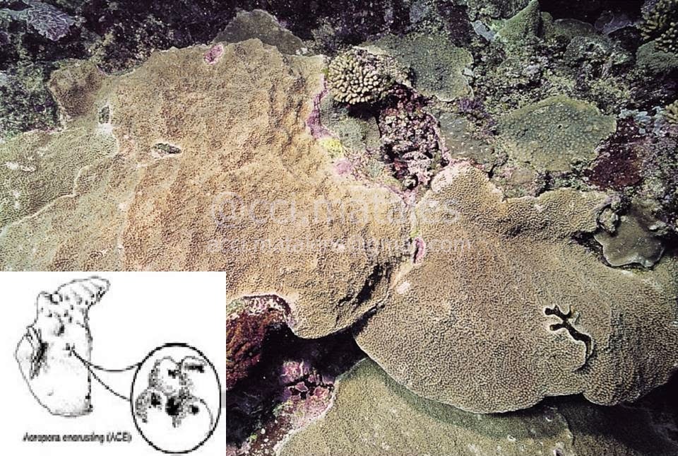 Pamacca: Bentuk Pertumbuhan Karang