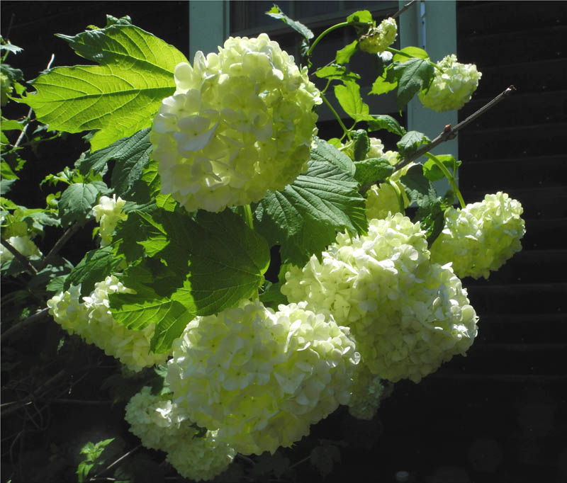 Studio and Garden: The Flowering Shrubs of June