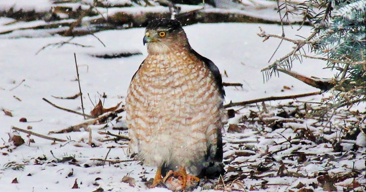 To Behold the Beauty: Remembering Snow