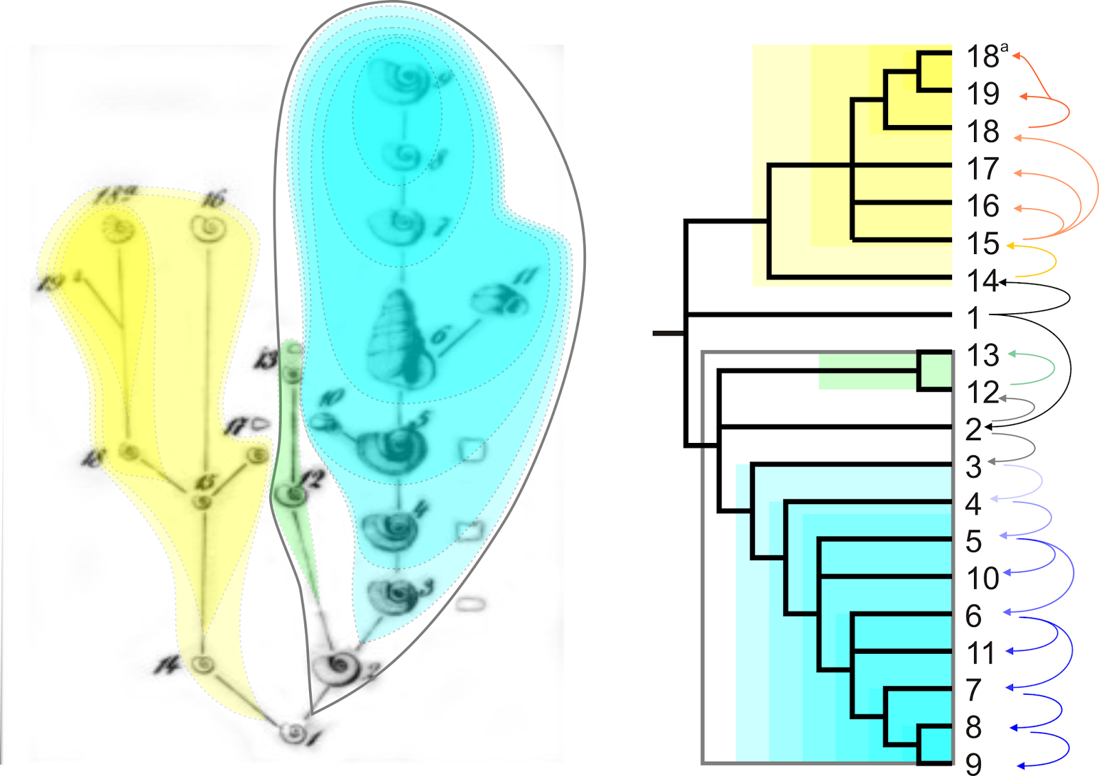 The Genealogical World of Phylogenetic Networks: Clades, cladograms ...