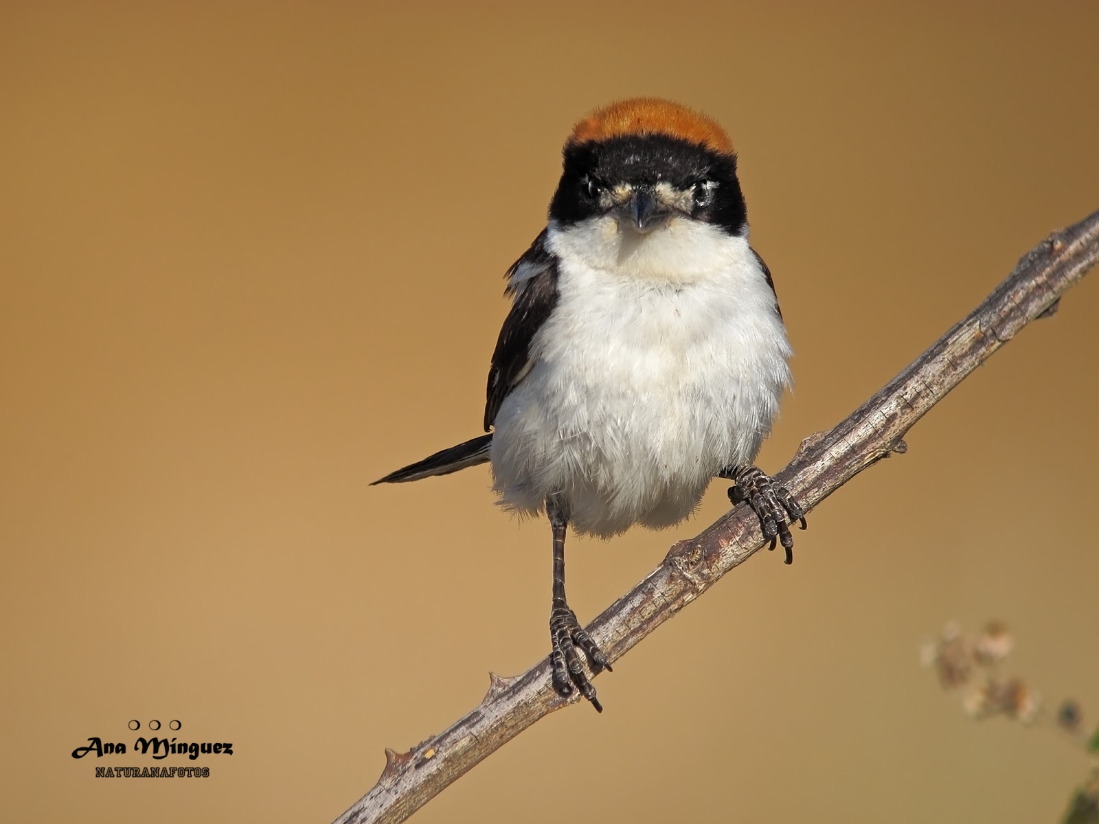 NATURANAFOTOS: Alcaudón común/ Woodchat shrike