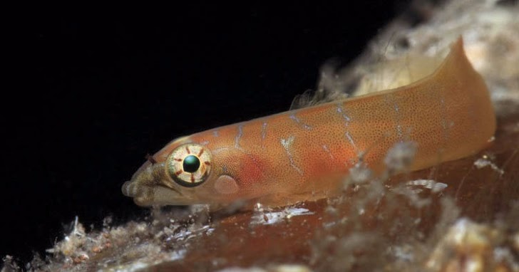 Species New to Science: [Ichthyology • 2015] Diplecogaster tonstricula ...