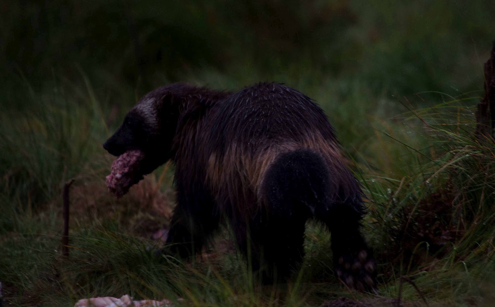 Florent Rivère: Glouton (gulo gulo)