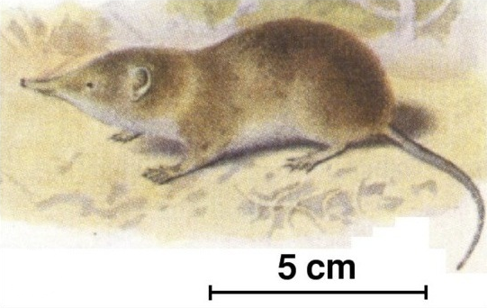 Catalogue of Organisms: The Mouse Shrews of Africa