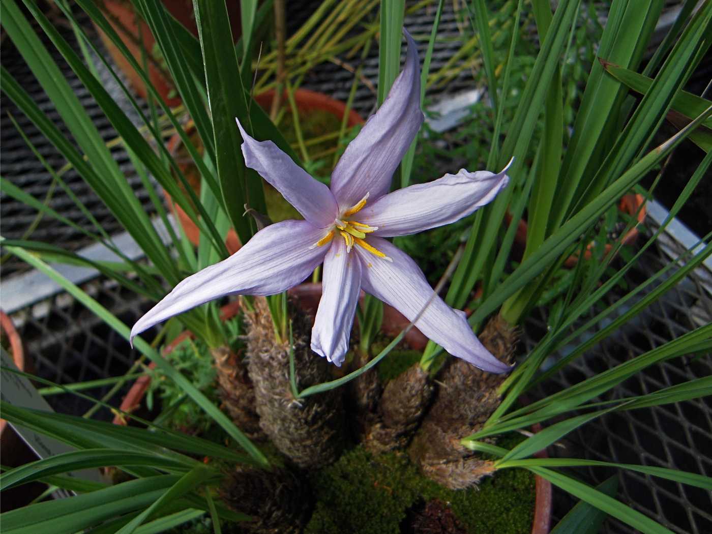 Burger's Onion: Xerophyta retinervis