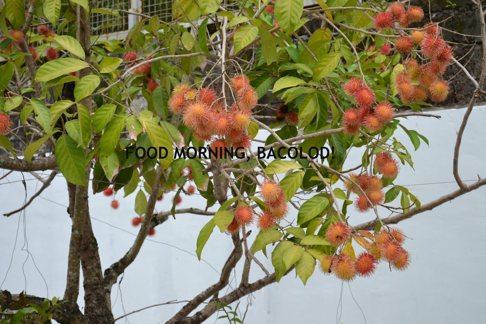 It's Rambutan season once again!