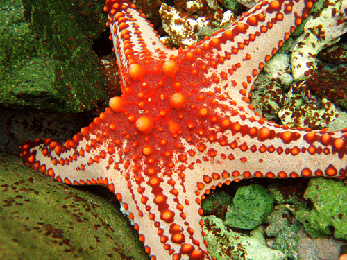 Beautiful Starfishes in the World
