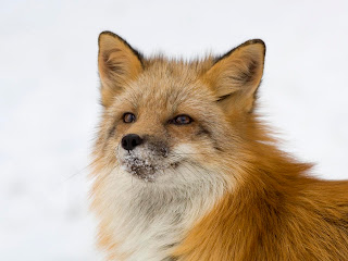 Fox - High Quality Wallpapers