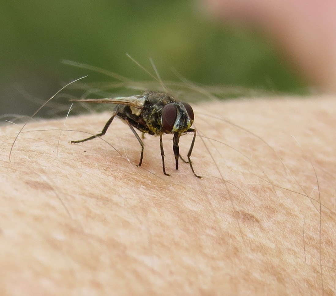 Bug Eric: The Stable Fly