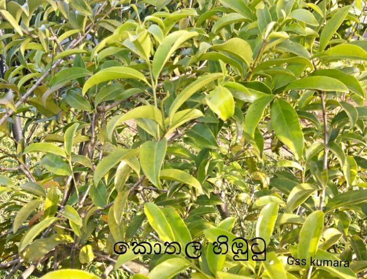 බෙහෙත් පැලෑටි/ඖෂධ පැල (Ayurvedha plant) ~ Sandy Foods | Sri Lanka