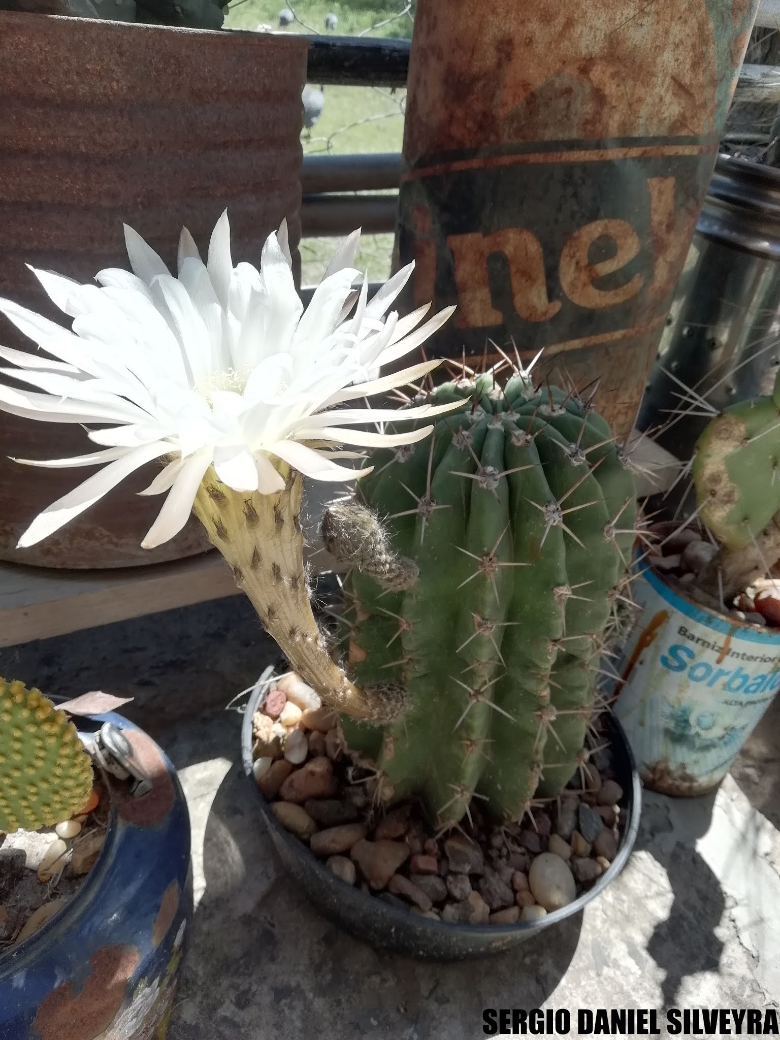 Flora Nativa de Entre Rios