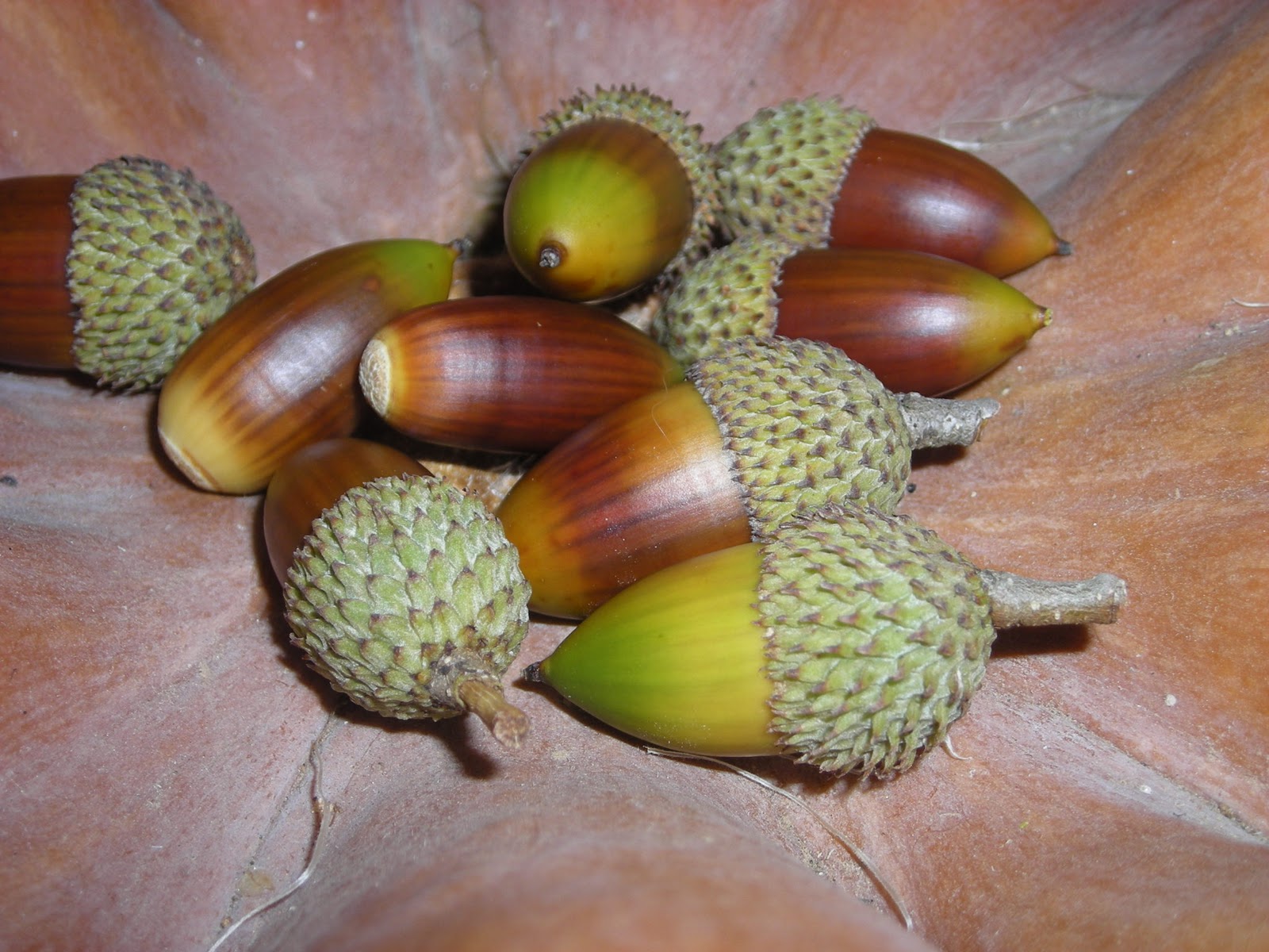 fazer e desfazer: bolotas