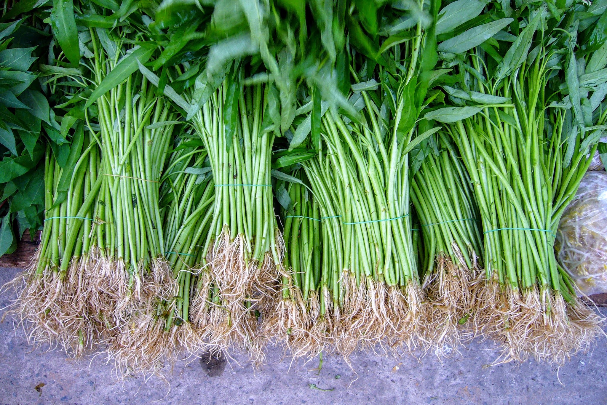 History of Kang Kong from Sejarah Melayu 📗 Malacca Envoy Introduces ...