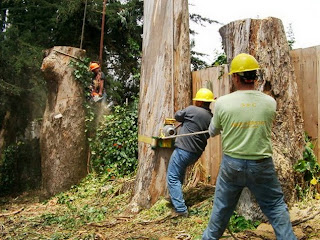 Asplundh Tree Service | Tree Service